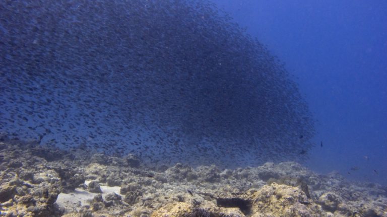 A Unique Event Observed in Lakshadweep: How Fish Colonise Reefs